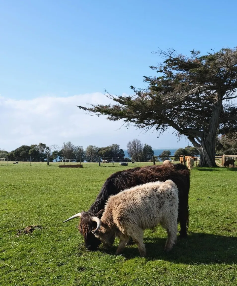 Take a historical walk through Cowes town, Phillip Island